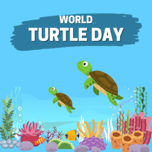 National Turtle Day - Spark!